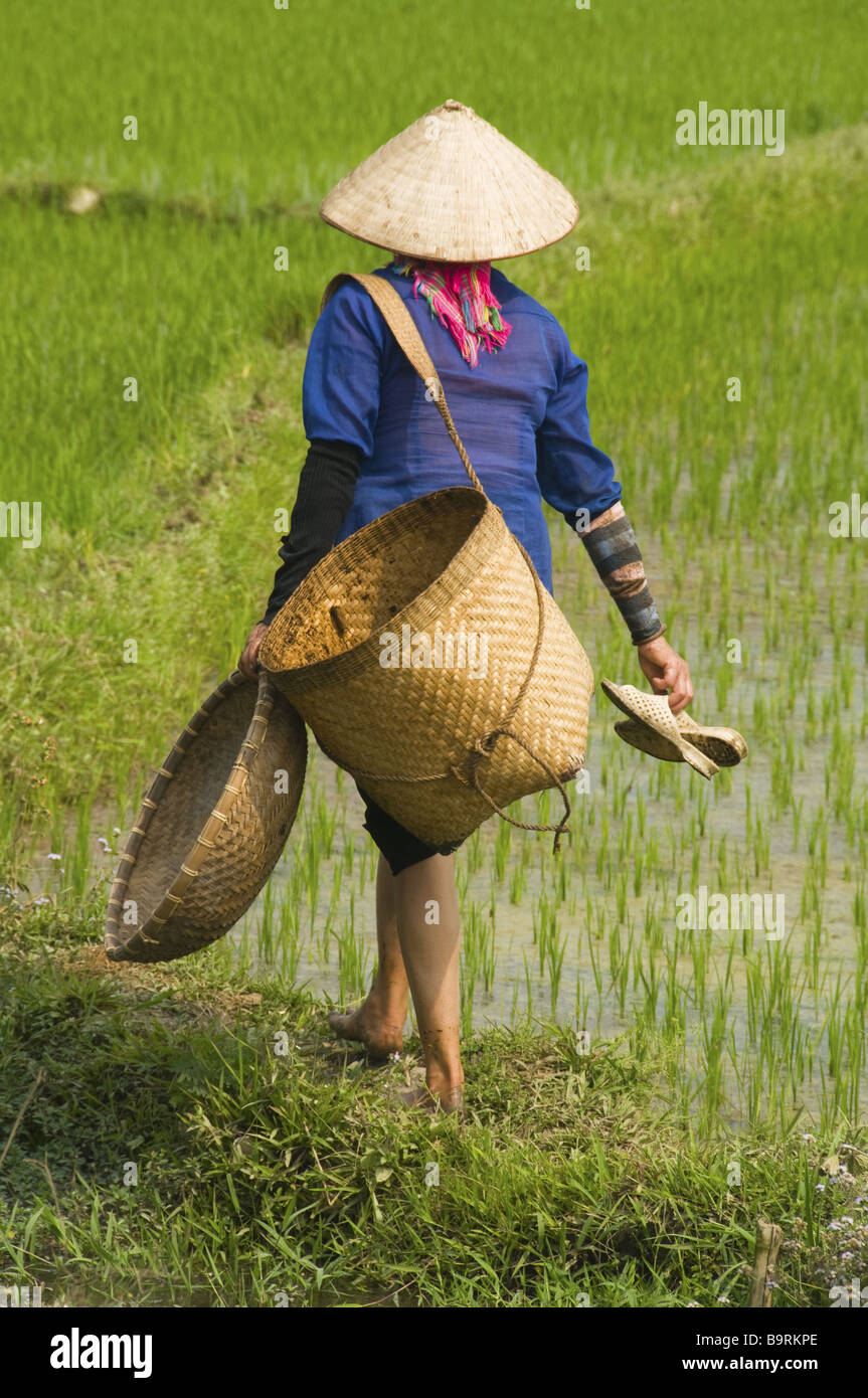 farmer in the rice field near Sapa Vietnam Stock Photo - Alamy