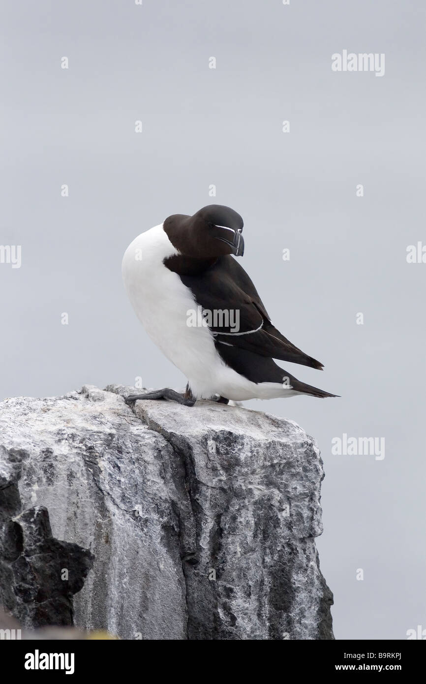 Alca comun hi-res stock photography and images - Alamy