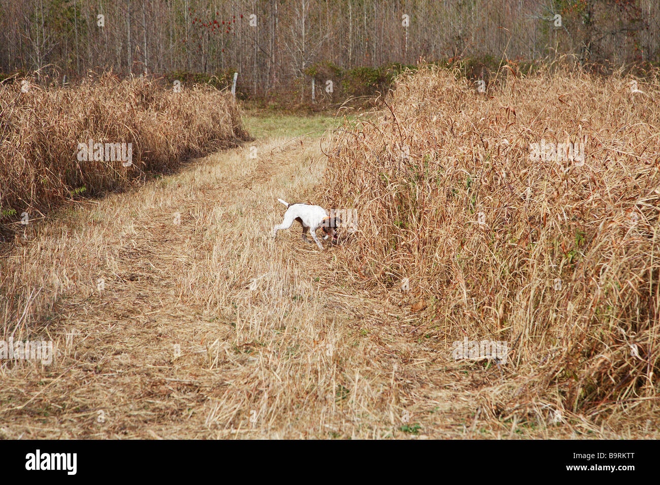 Upland game pointer hi-res stock photography and images - Alamy