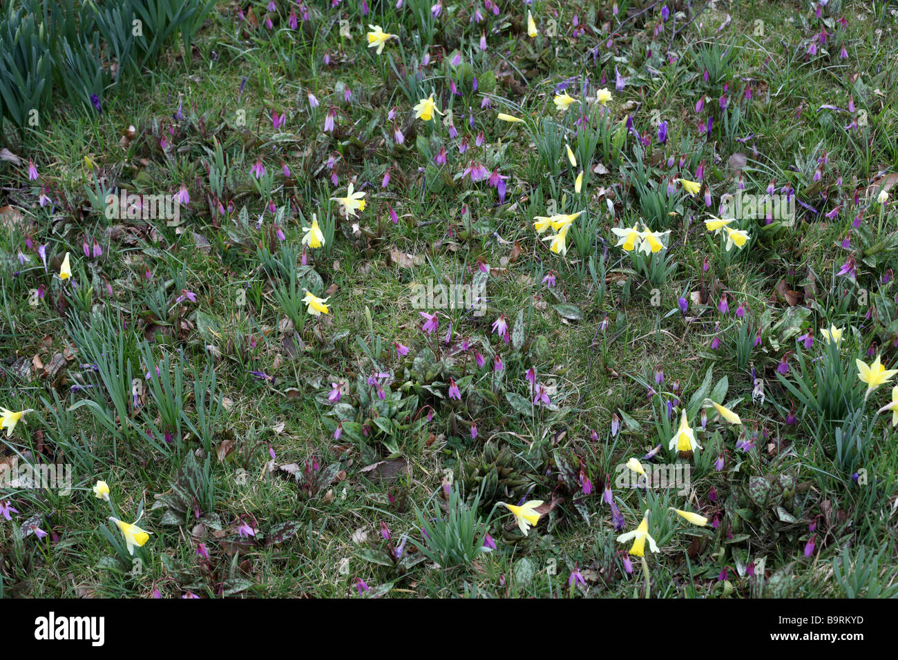 Daffodil and wildflower Stock Photo - Alamy