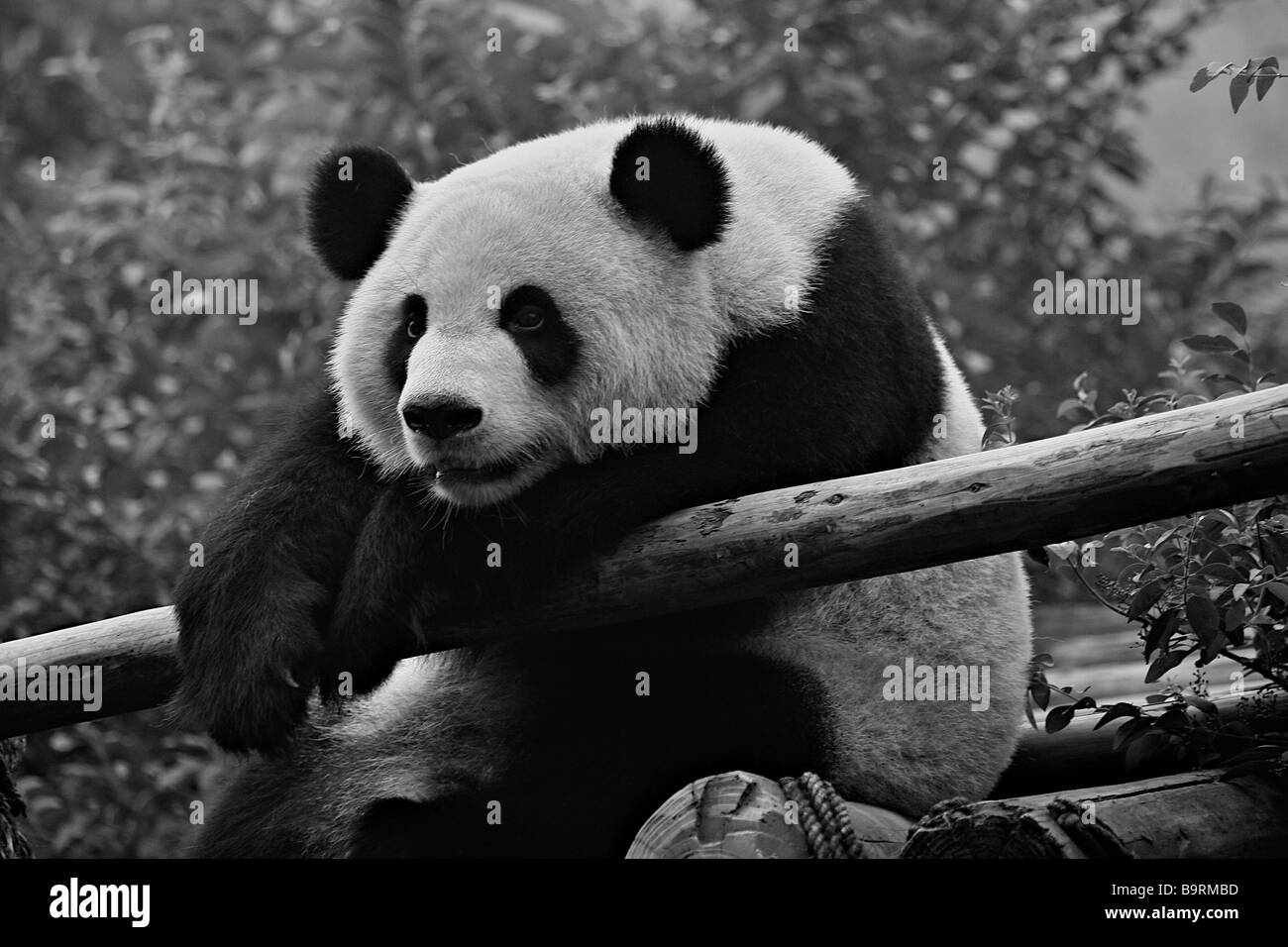 the giant panda Stock Photo - Alamy