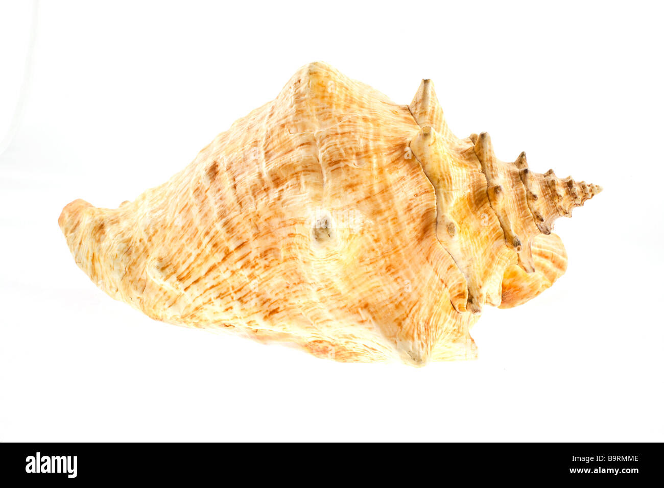 big sea shell on a white background Stock Photo - Alamy