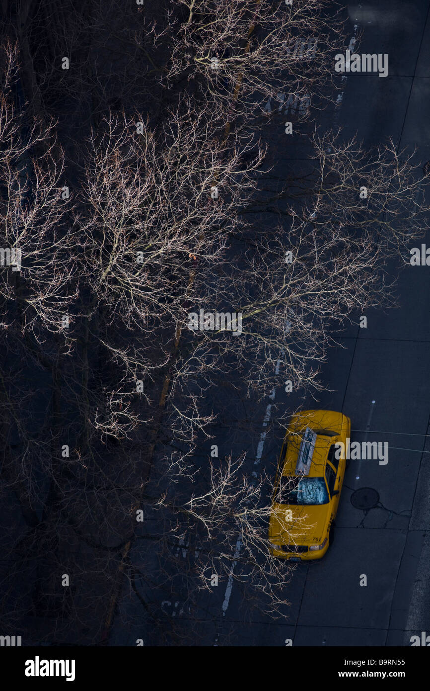 Taxi cab tree branches Stock Photo - Alamy