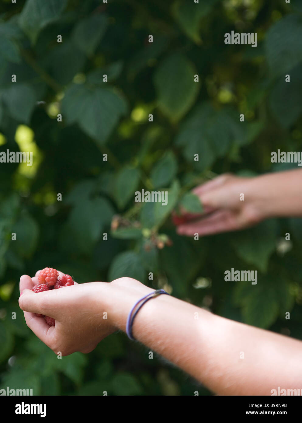 Young woman picking raspberries at Norfolk pick-your-own farm Stock ...