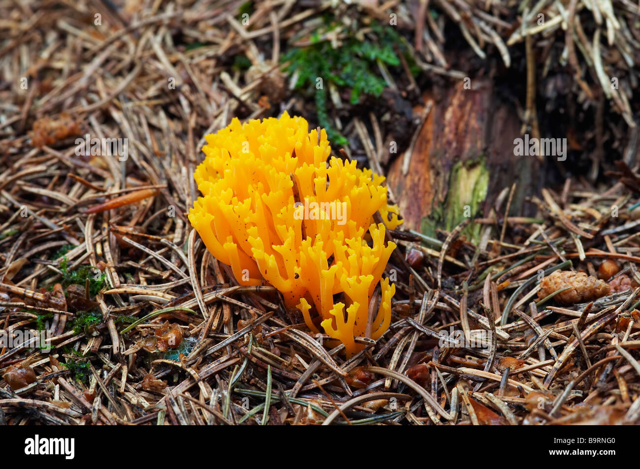 mushroom - club fungus - yellow coral fungus Stock Photo - Alamy