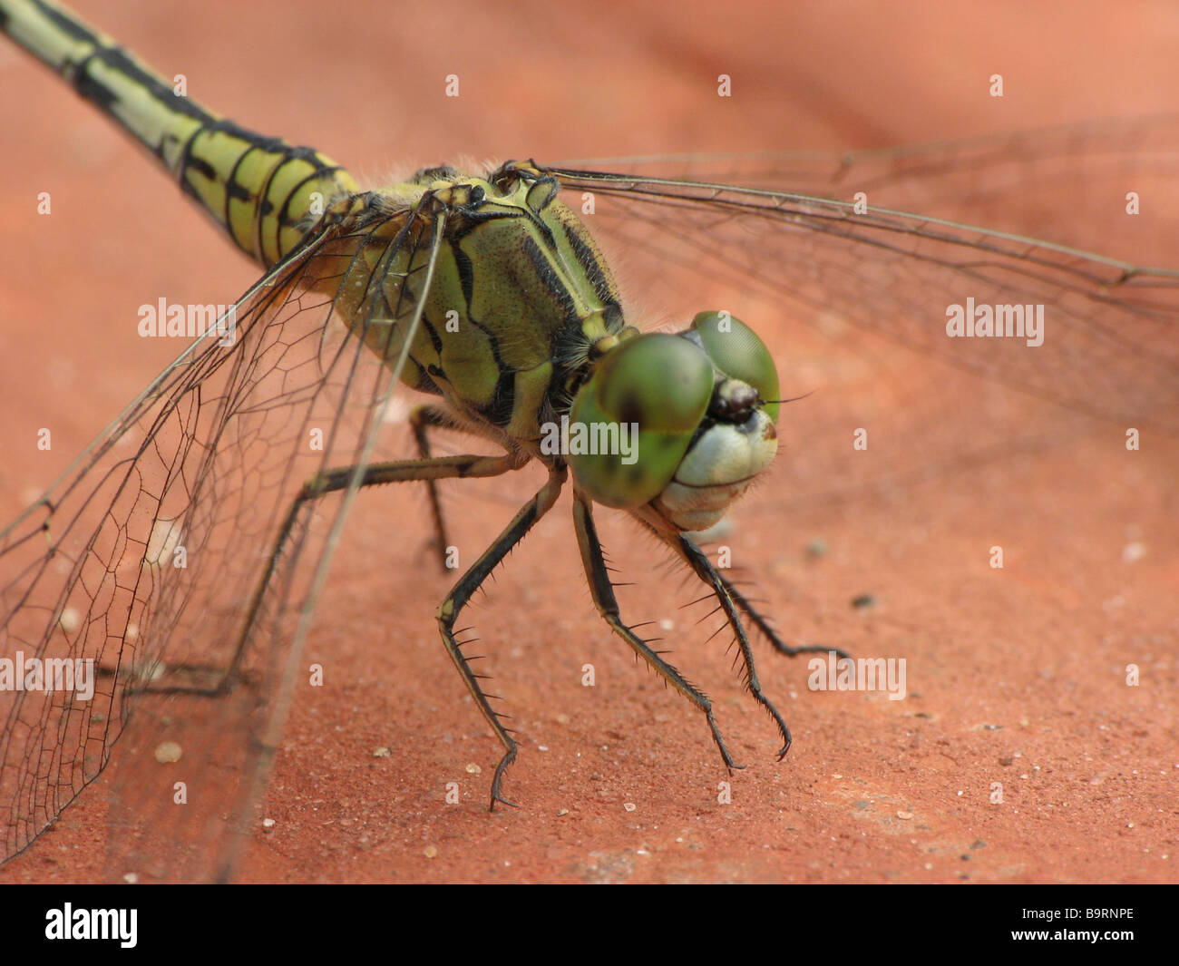 Female Diplacodes Trivialis High Resolution Stock Photography and Images - Alamy