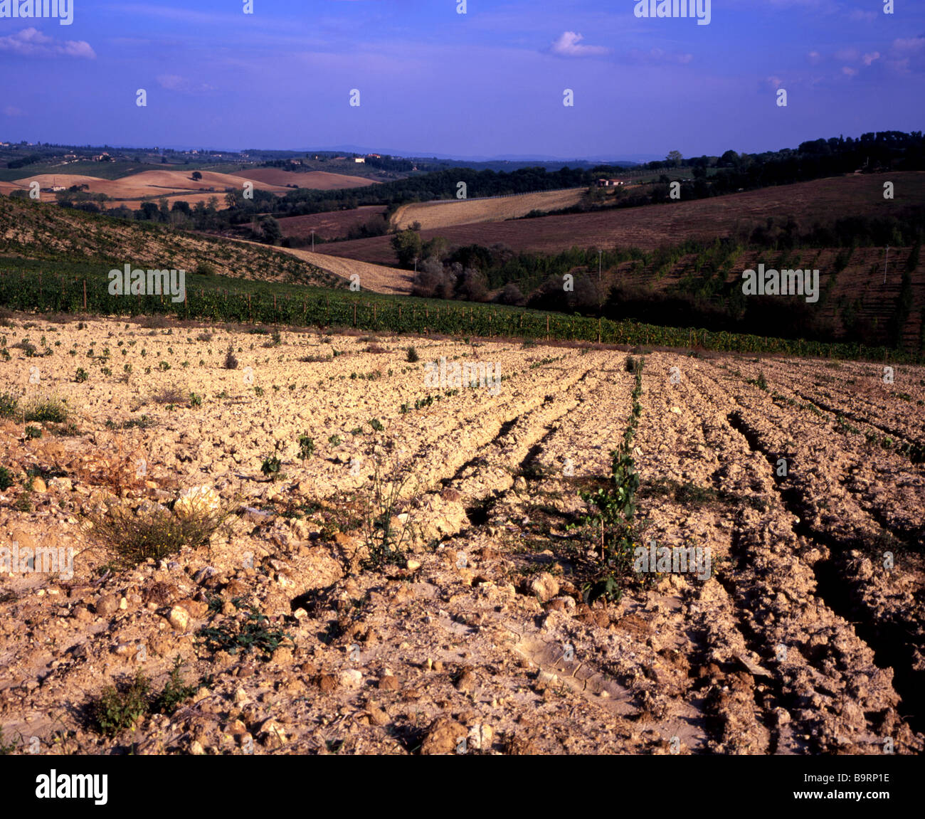 Italy vitis vinifera hi-res stock photography and images - Alamy