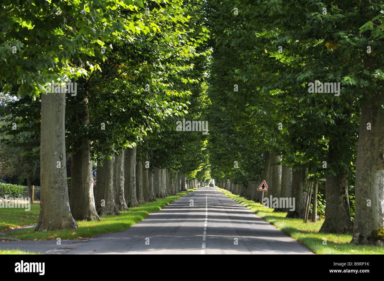 Avenue of trees Stock Photo - Alamy