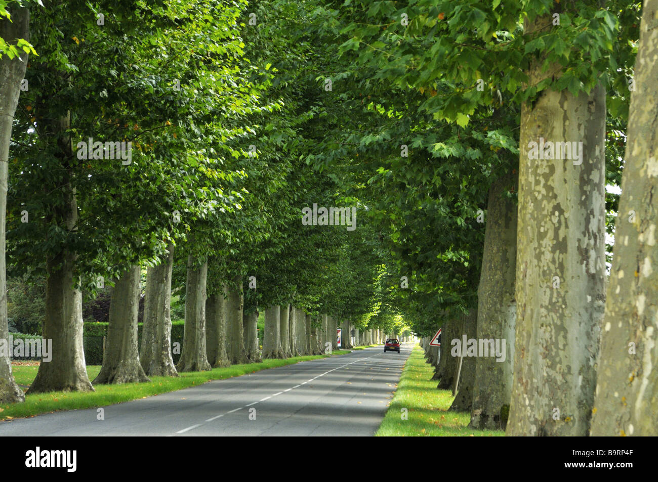 Avenue of trees Stock Photo - Alamy