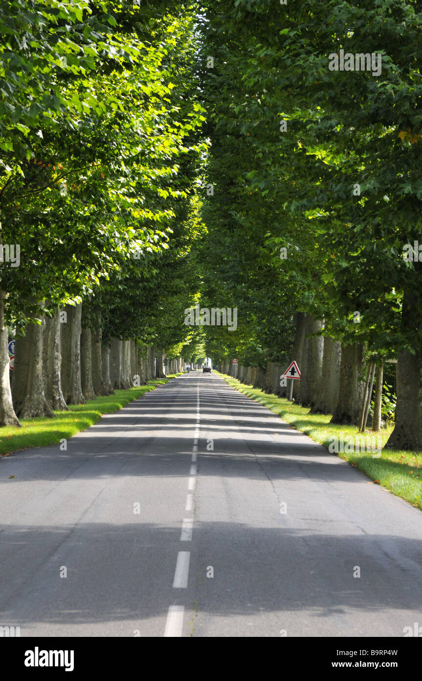 Avenue of trees Stock Photo - Alamy