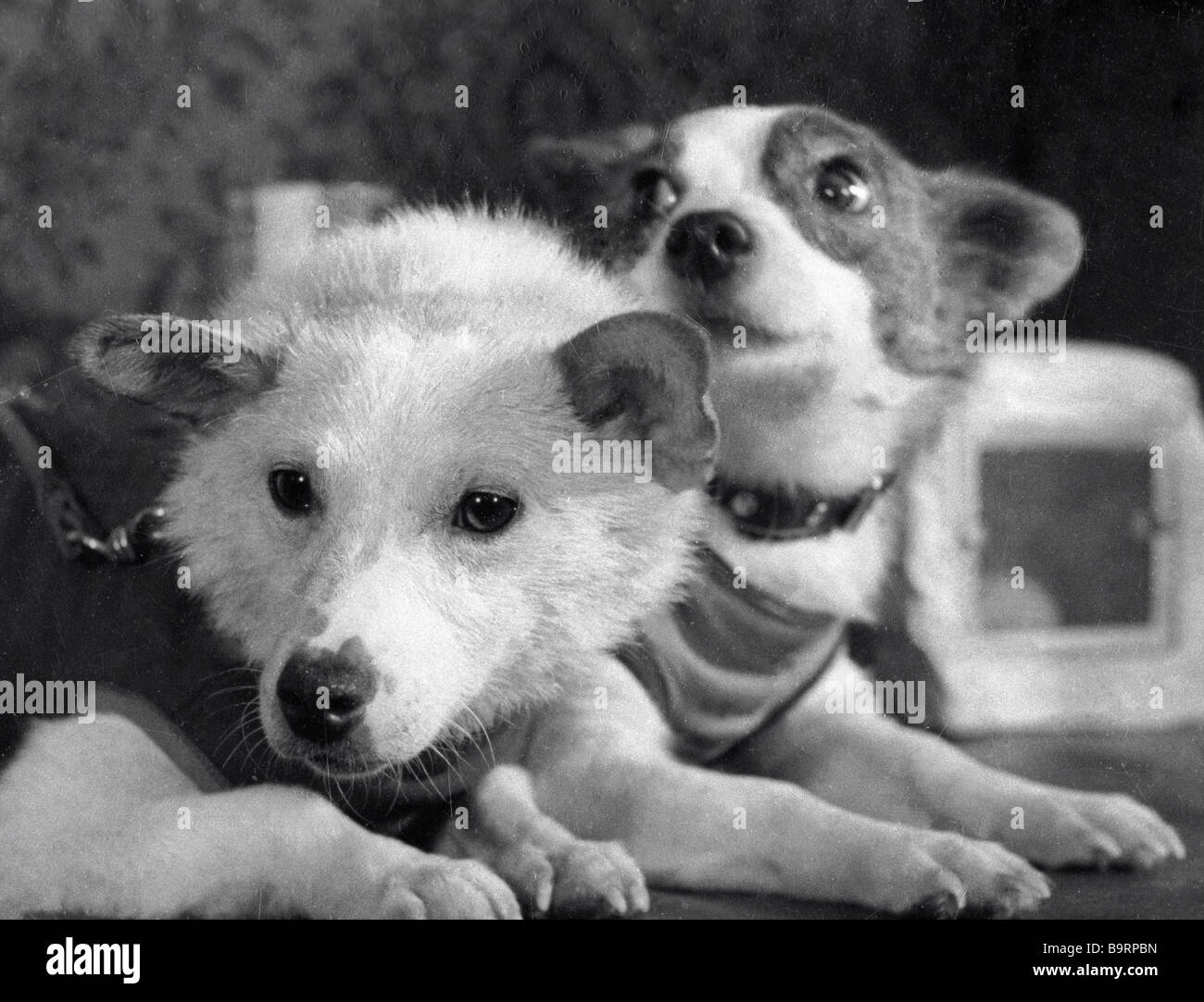 Belka And Strelka High Resolution Stock Photography and Images - Alamy