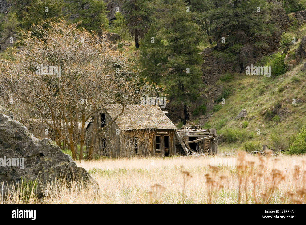 Northrup Canyon Trail - Steamboat Rock State Park, Washington Stock ...