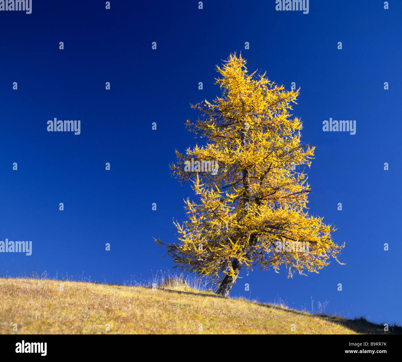 single Larchtree in autumn Stock Photo - Alamy