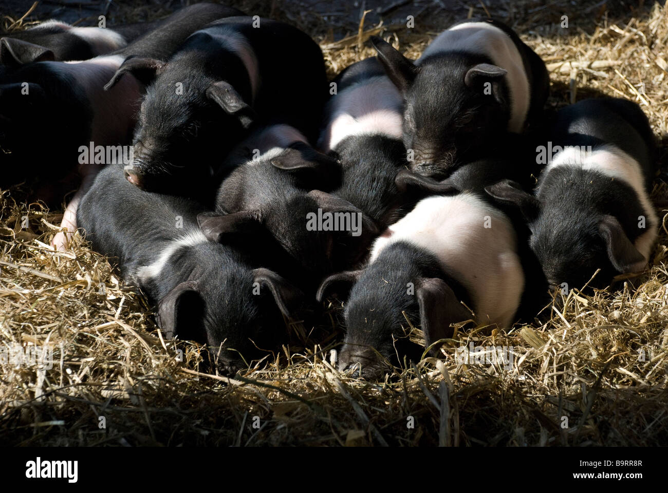 Pork family hi-res stock photography and images - Alamy
