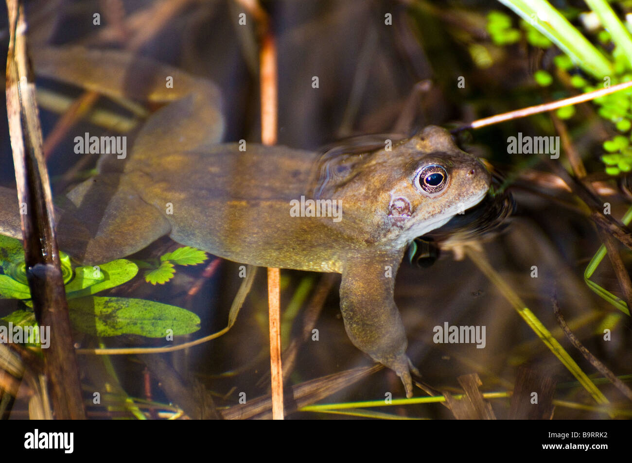 A frog in a small pond Stock Photo - Alamy