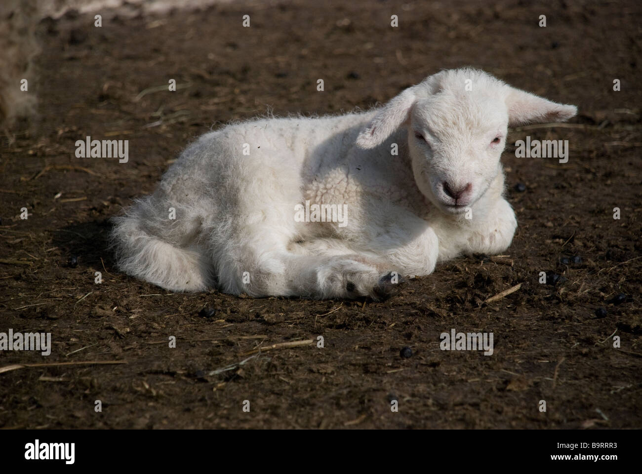 sheep lamb baa bah fence gate sun shine hello face nose ears eyes wool ...