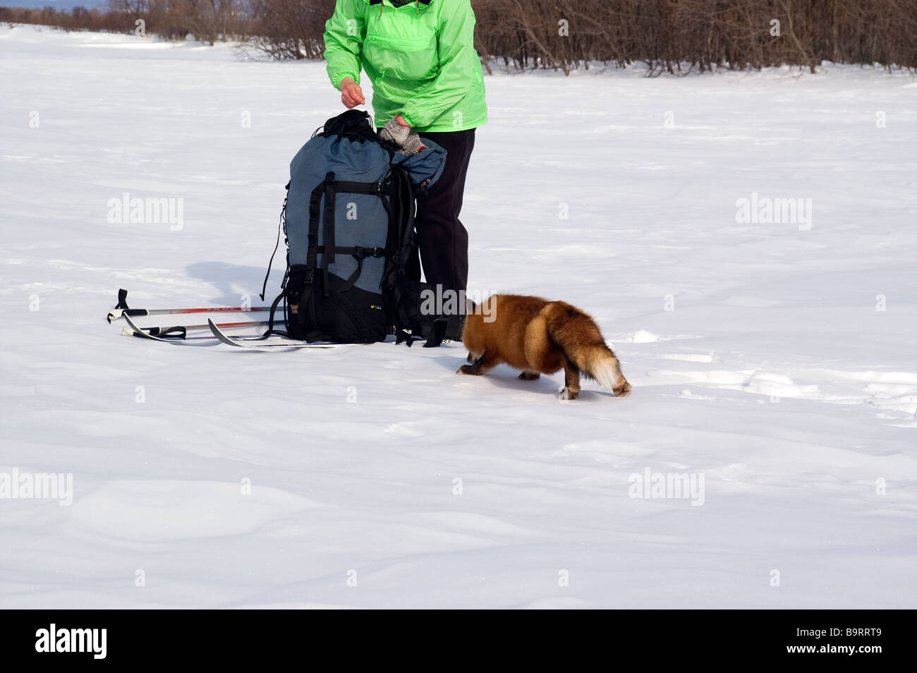 Fox and cheese hi-res stock photography and images - Alamy