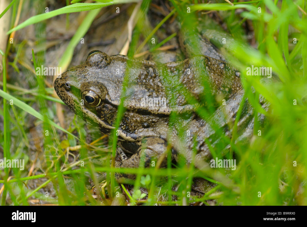 Endangered California Red-legged Frog (Rana draytonii) in San Mateo ...