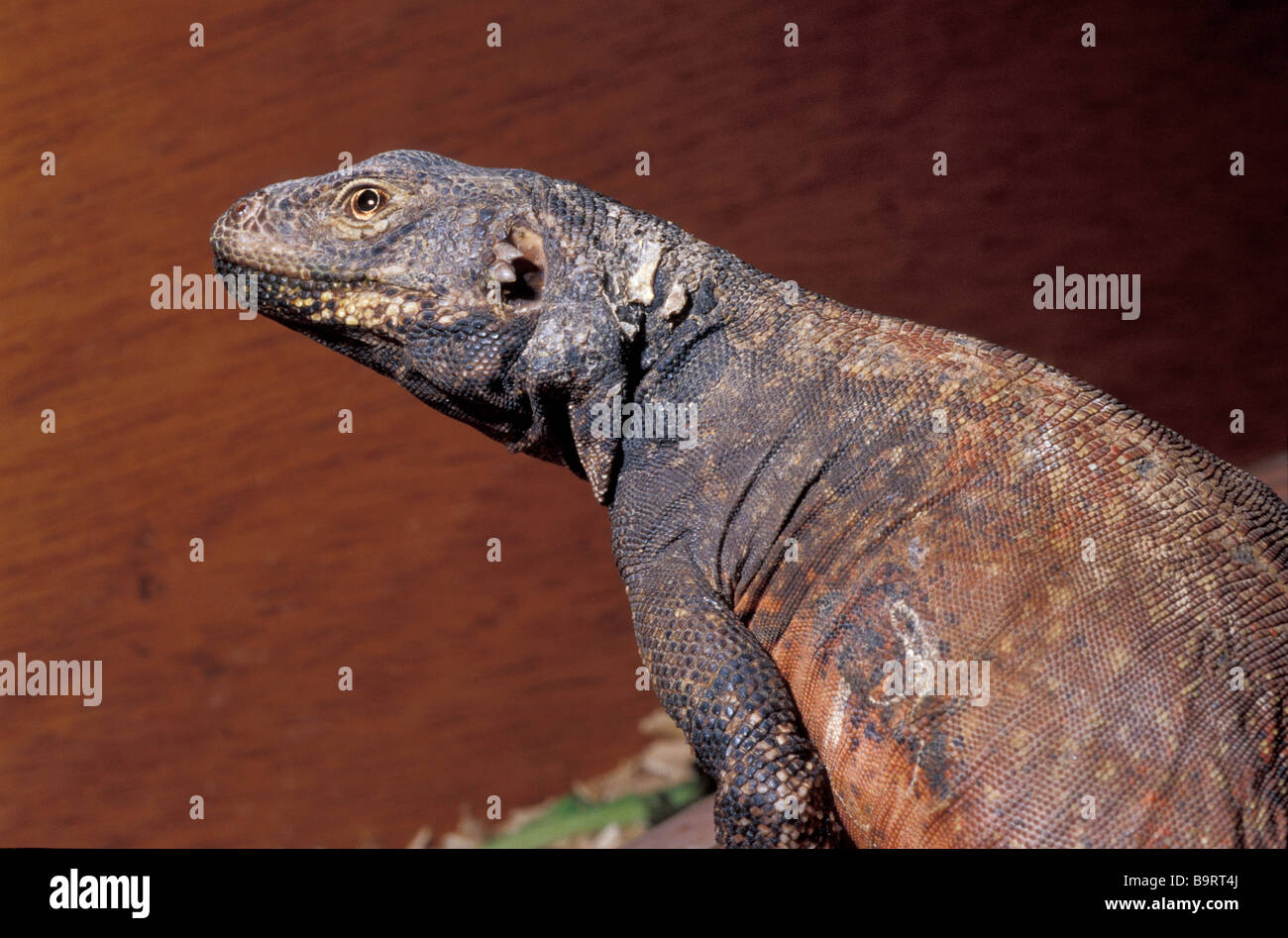 Common Chuckwalla Sauromalus obesus, Iguanidae, USA, Mexico Stock Photo ...