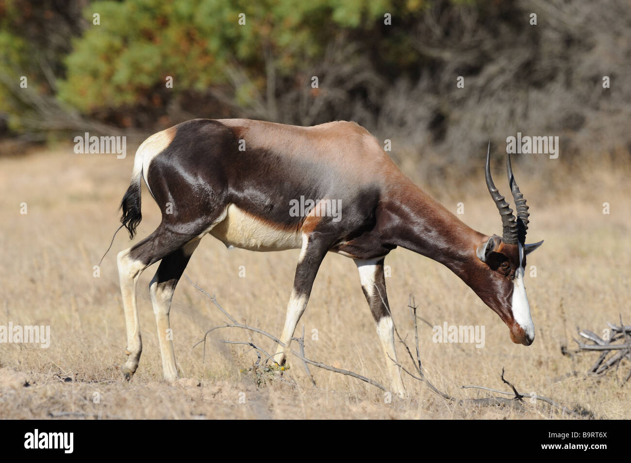 Bontebok feeding hi-res stock photography and images - Alamy