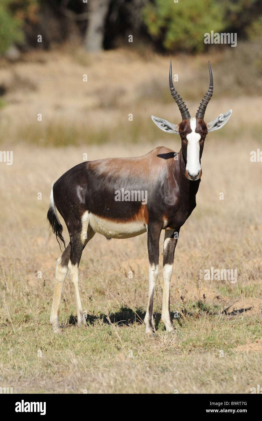 Bontebok in south africa hi-res stock photography and images - Alamy