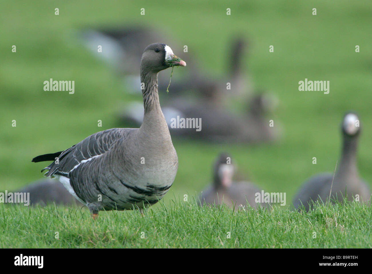 Eurasian White-fronted Goose Anser albifrons Stock Photo - Alamy
