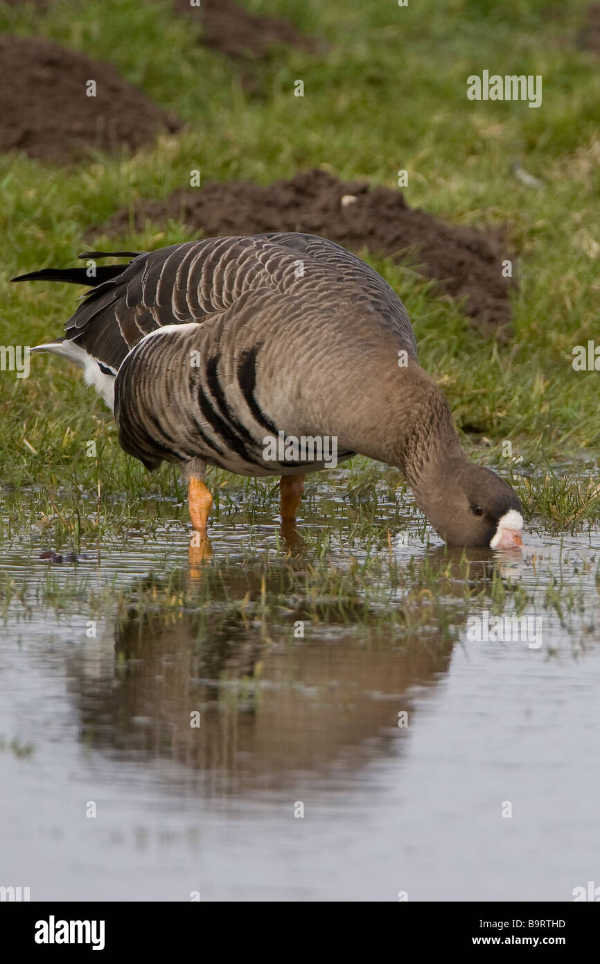 Eurasian White-fronted Goose Anser albifrons Stock Photo - Alamy