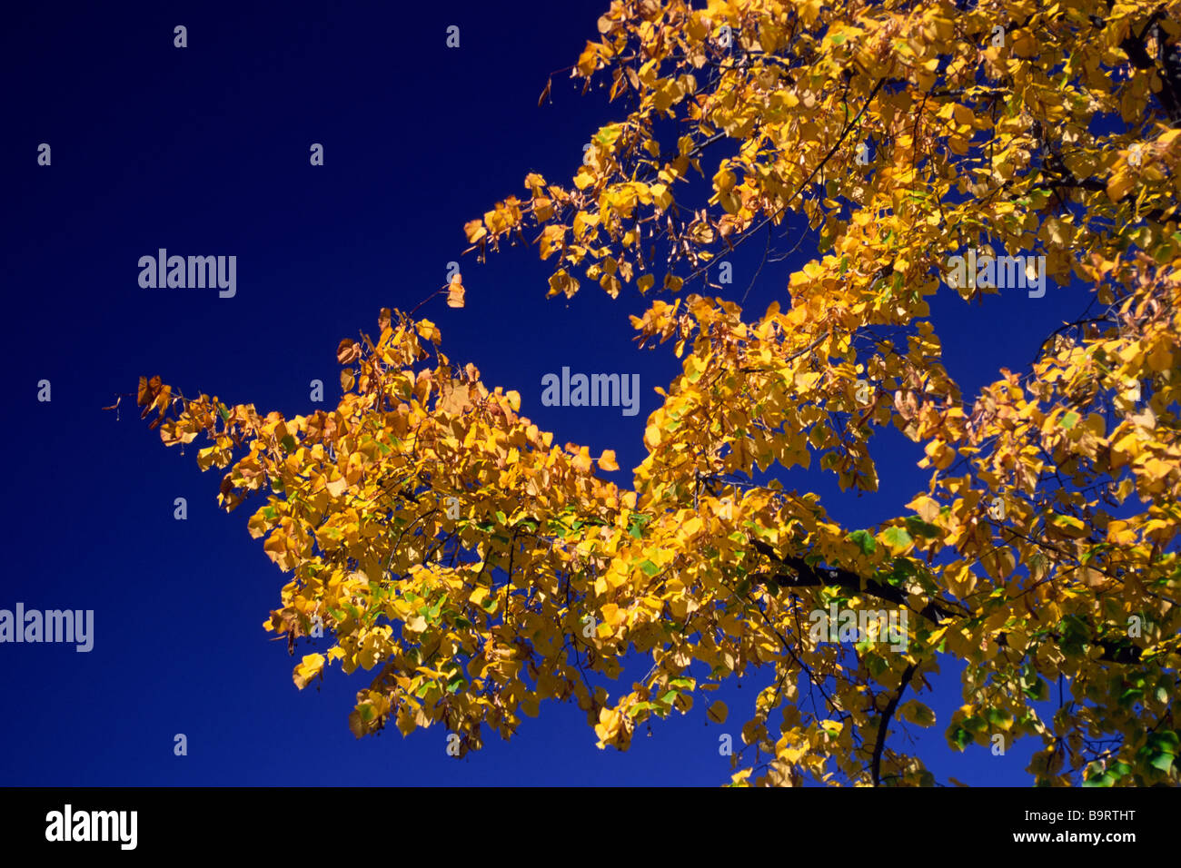 Autumnal colourful tree in hi-res stock photography and images - Alamy