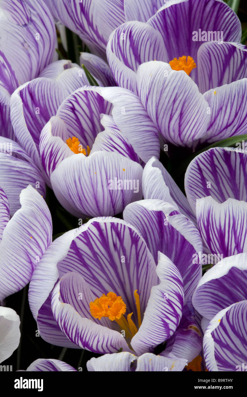 Striped bulb flower hi-res stock photography and images - Alamy