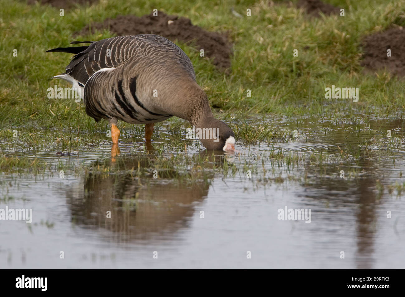 Eurasian White-fronted Goose Anser albifrons Stock Photo - Alamy