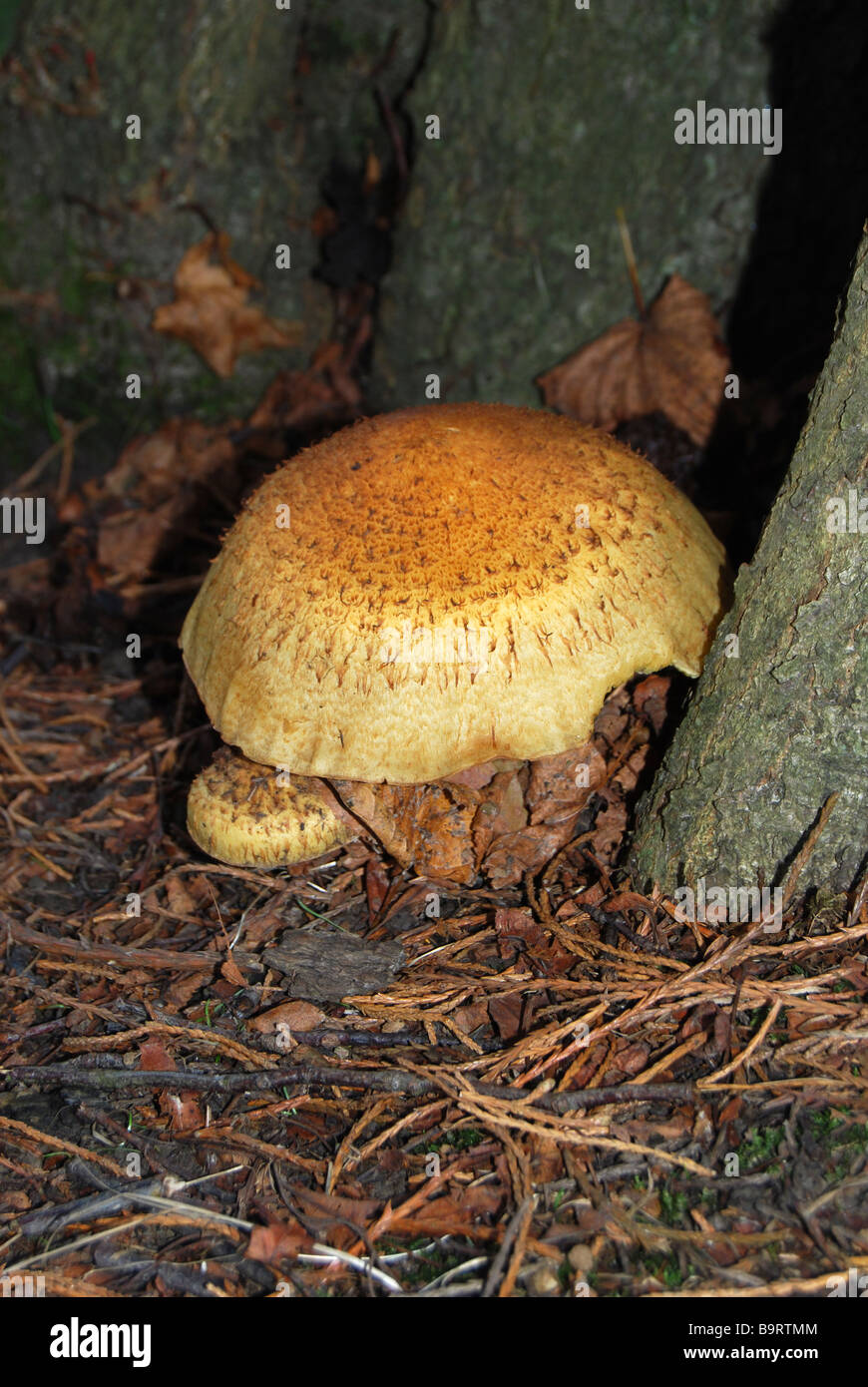 Suillus Bovinus Jersey Cow Bolete Fungi under coniferous trees in ...