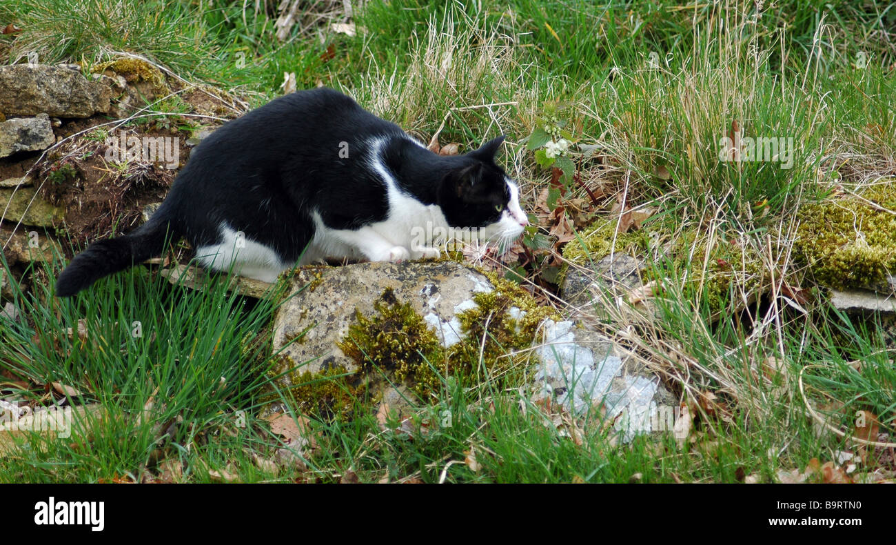 Pouncing cat hi-res stock photography and images - Alamy