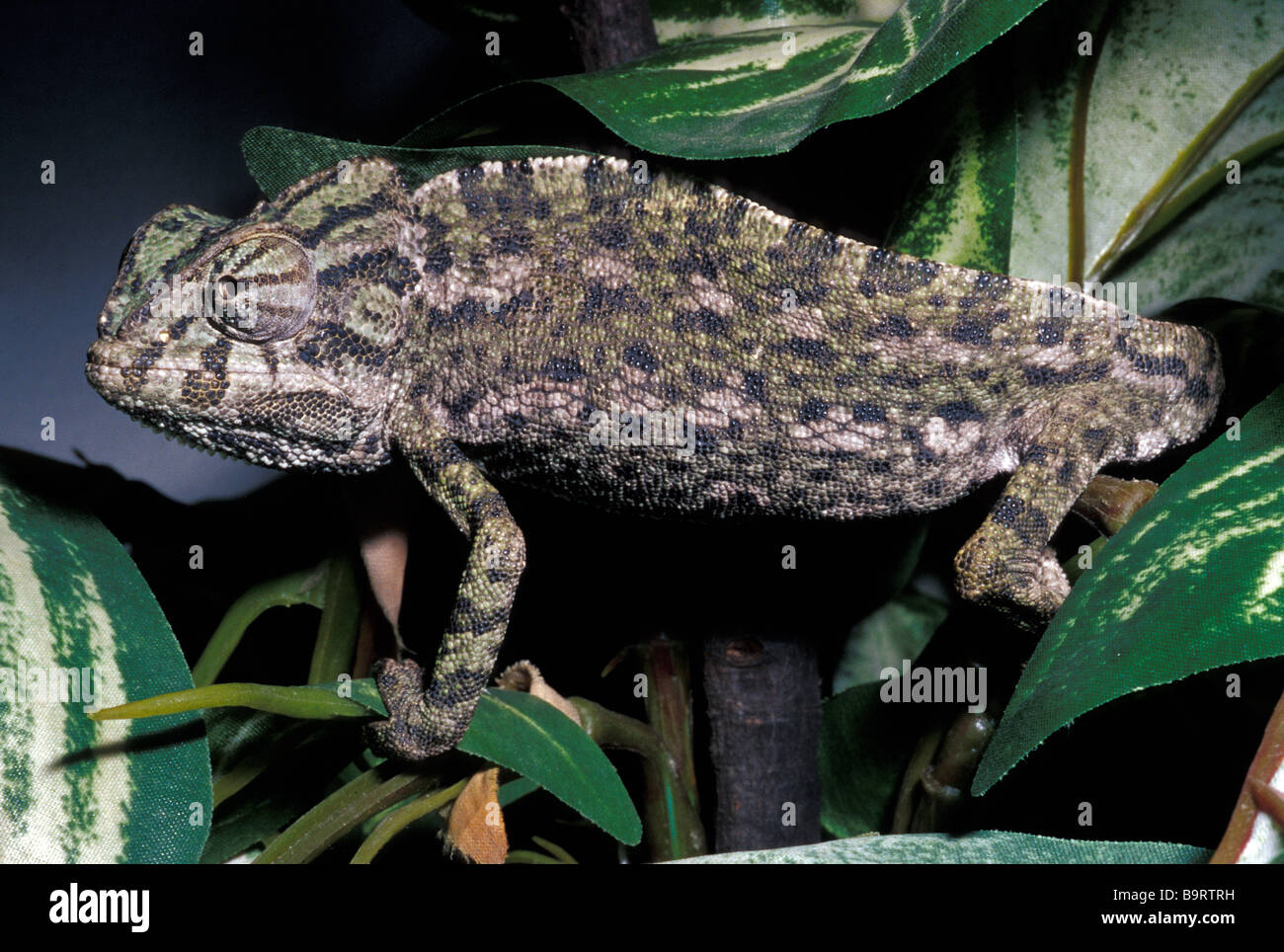 European chamaeleon (Chamaeleo chamaeleon Stock Photo - Alamy