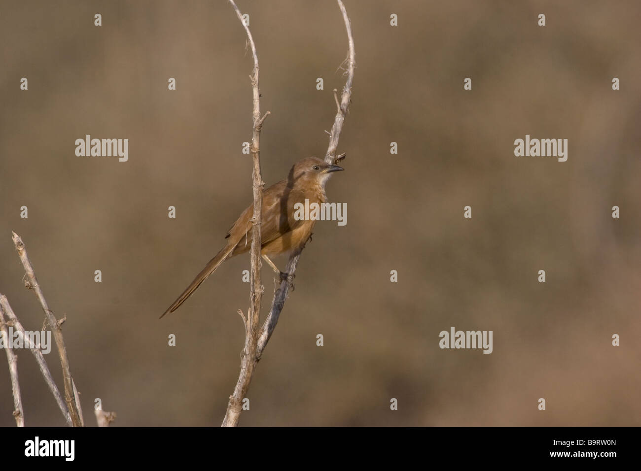 Fulvous Babbler Turdoides fulvus Stock Photo - Alamy