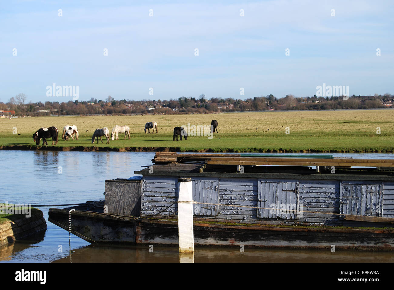 River Thames at Port Meadow Godstow Lock Oxford England With grazing ...