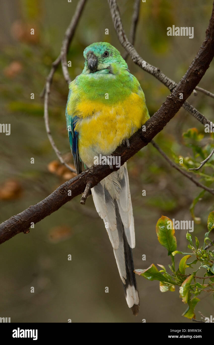 Red-rumped Parrot, male 'Psephotus haematonotus' Stock Photo - Alamy
