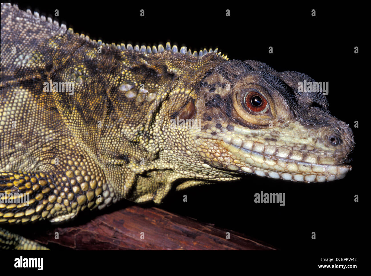 Sailfin lizard Hydrosaurus pustulosus, Agamidae, Asia Stock Photo - Alamy