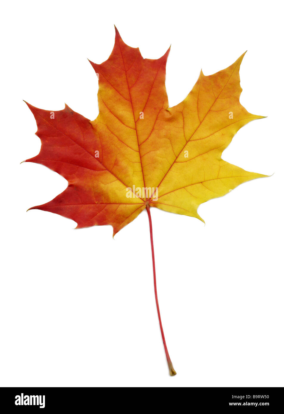Sample of leaf Cut Out Stock Images & Pictures - Alamy