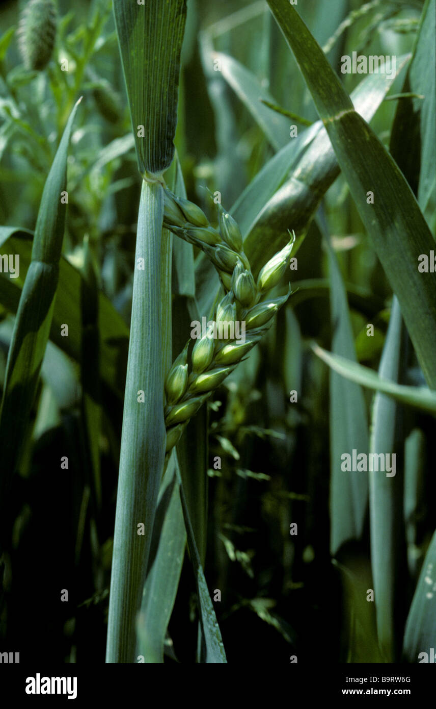Ear of wheat trapped by distorted flagleaf A symptom of copper ...