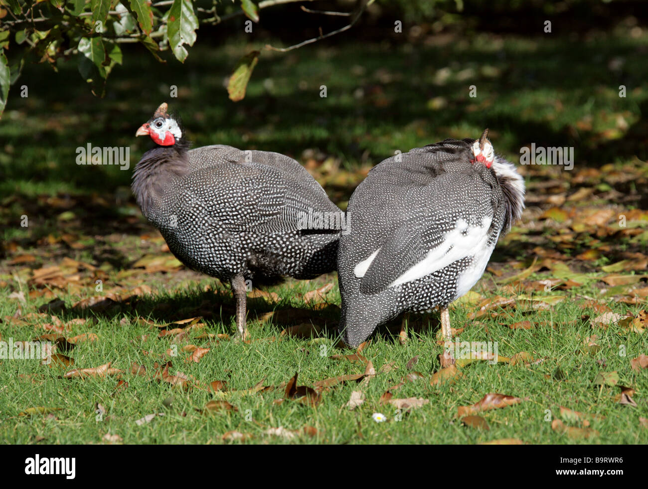 Helmeted Guineafowl, Numida meleagris, Numididae, Galliformes Stock ...