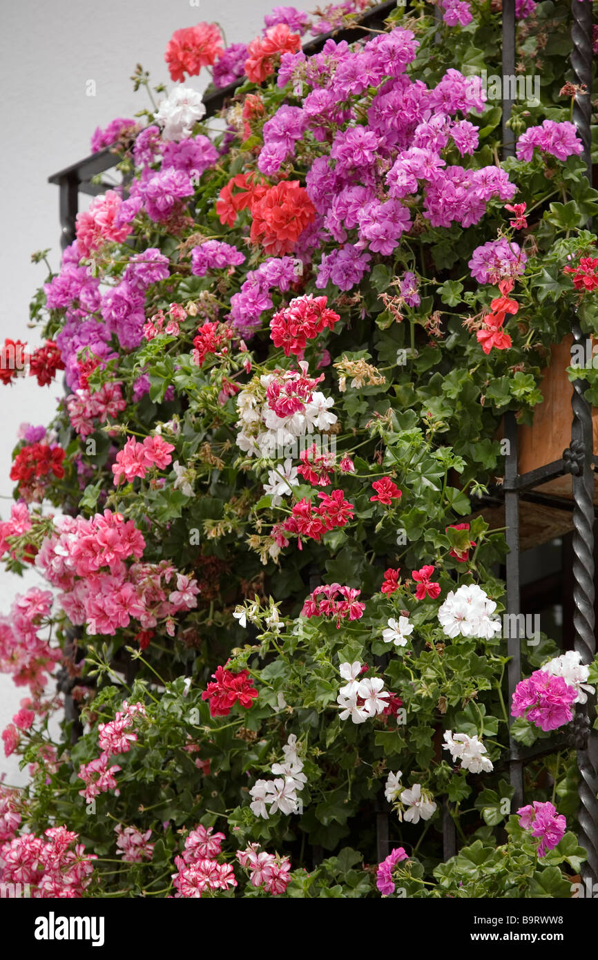 Balcones y Rejas con Flores Córdoba Andalucía España Typical Balconies ...