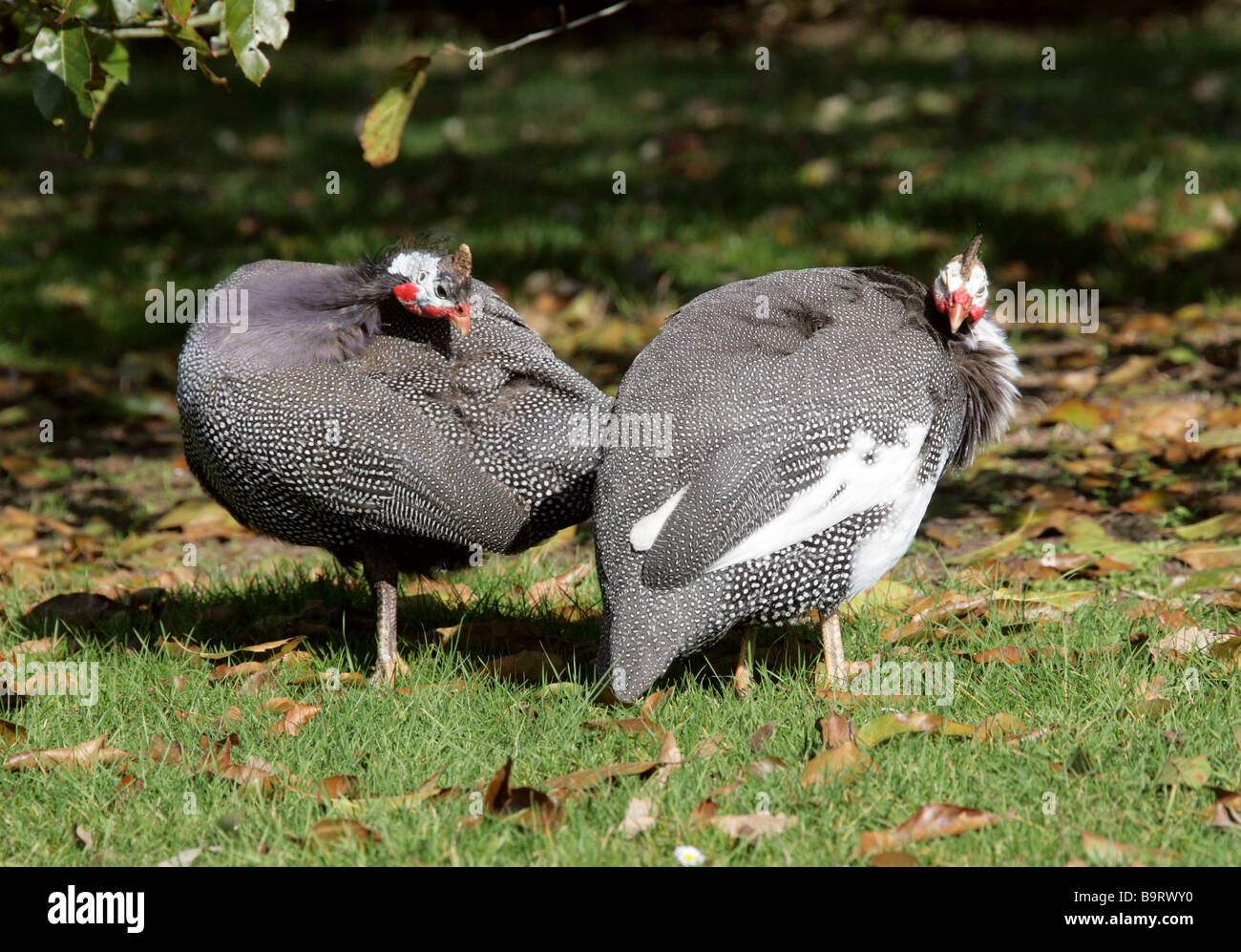 Helmeted Guineafowl, Numida meleagris, Numididae, Galliformes Stock ...