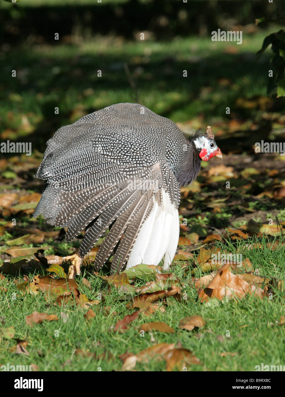 Helmeted Guineafowl, Numida meleagris, Numididae, Galliformes Stock ...