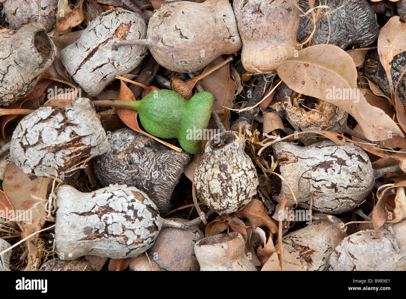 Gumnuts hi-res stock photography and images - Alamy