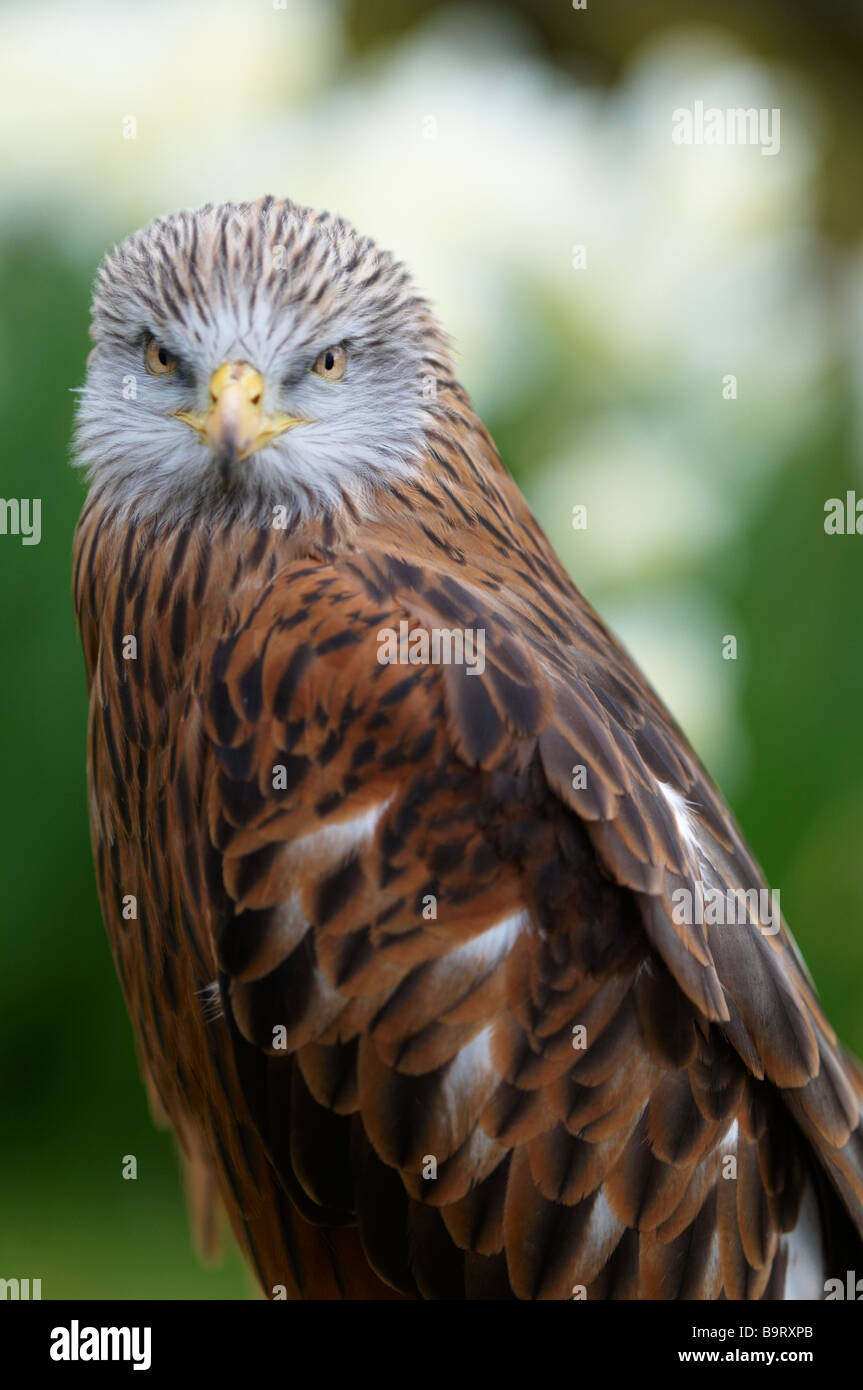 Red Kite Milvus milvus front on face head eye contact International ...