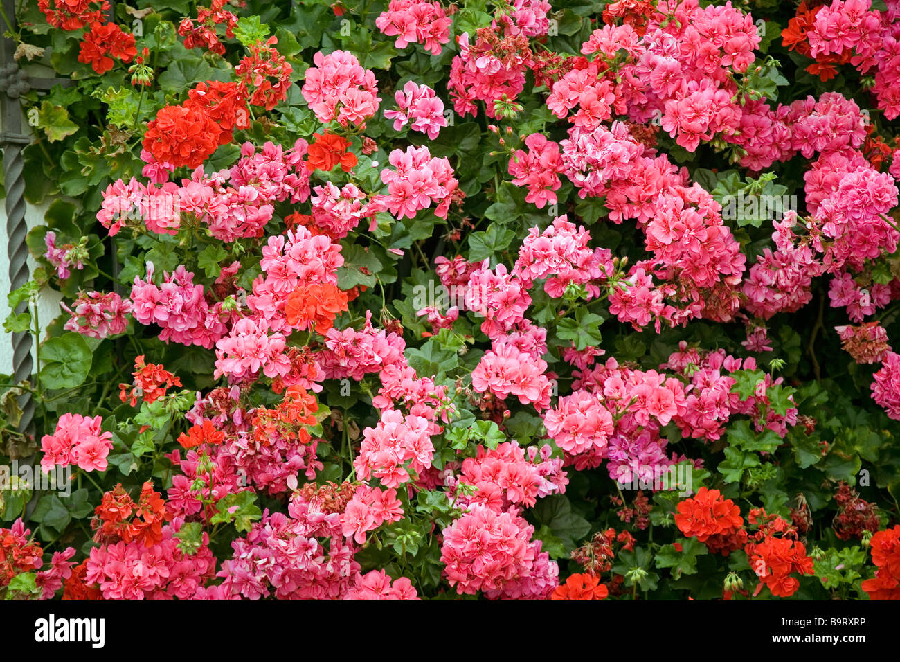 Balcones y Rejas con Flores Córdoba Andalucía España Typical Balconies ...