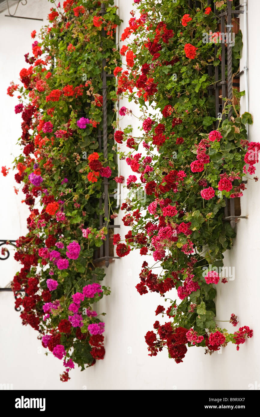 Balcones y Rejas con Flores Córdoba Andalucía España Typical Balconies ...