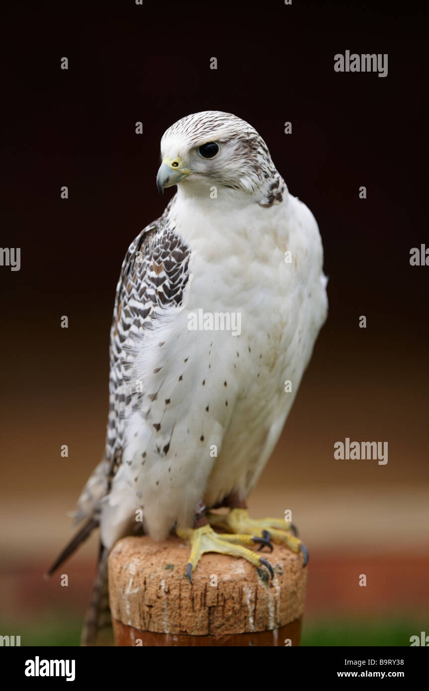 Hybrid Hawk side profile International Centre for Birds of Prey Newent ...