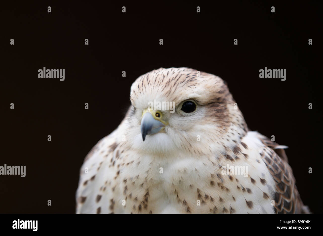 Hybrid Hawk front of face International Centre for Birds of Prey Newent ...