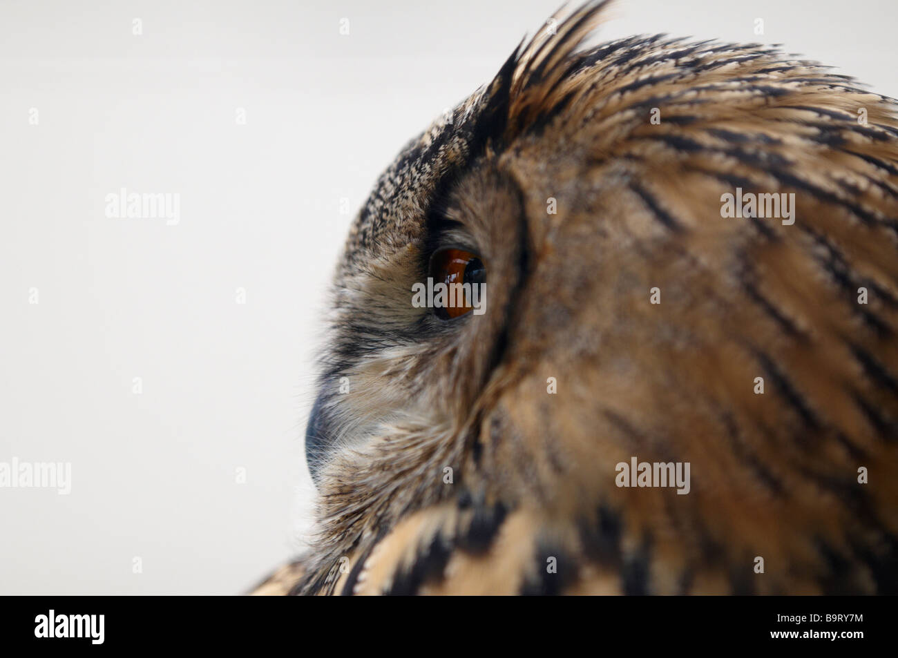 Owl profile side of face head International Centre for Birds of Prey ...